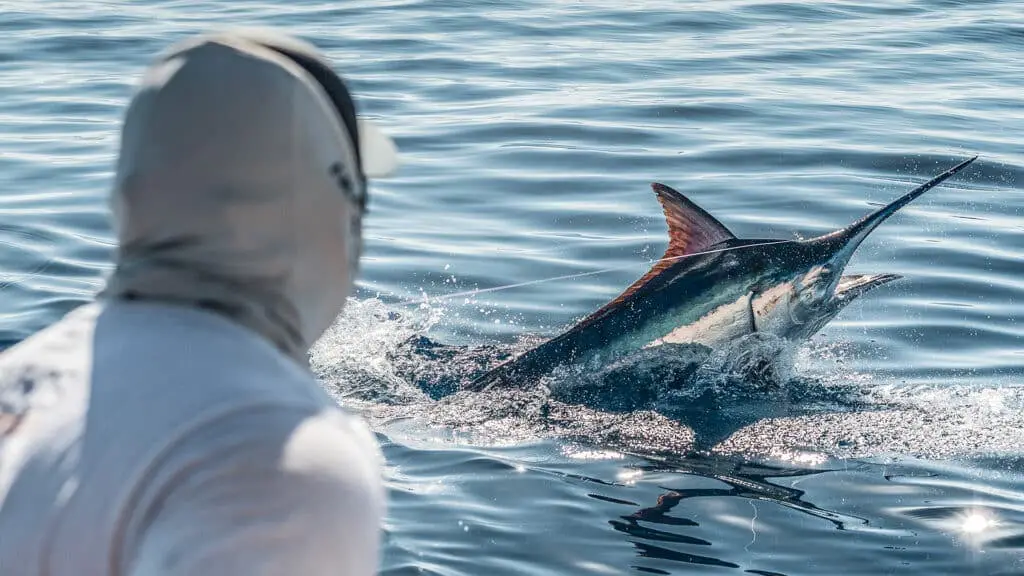 Can you eat marlin? What you need to know before trying