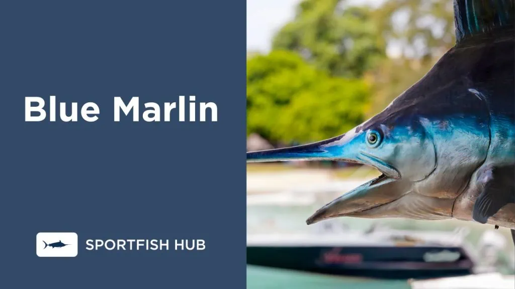 Blue Marlin- A Guide For The Average Person