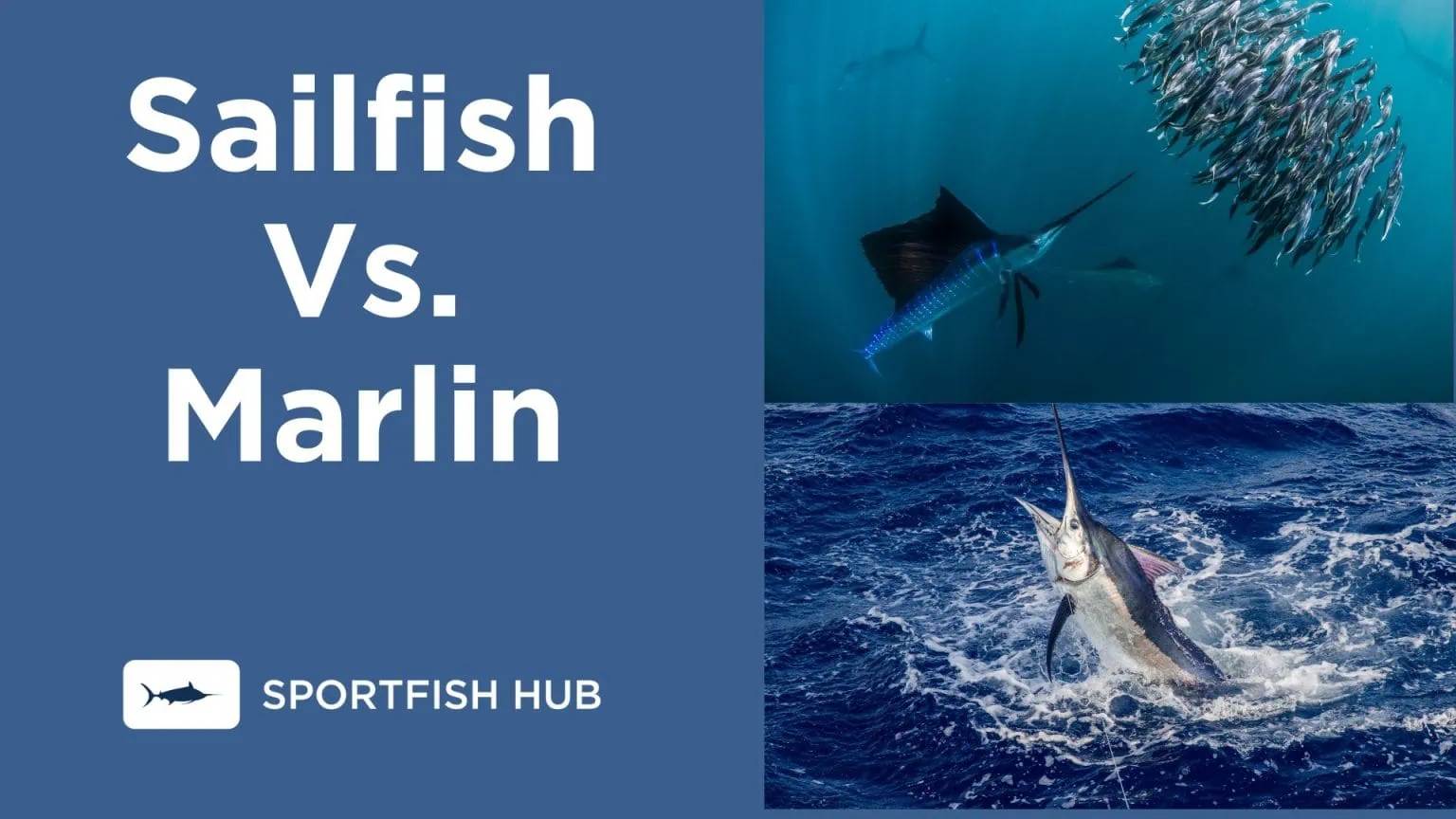 Sailfish Vs. Marlin