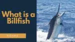 What is a Billfish? An In-Depth Look at These Fascinating Underwater Giants