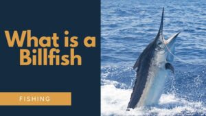 What is a Billfish? An In-Depth Look at These Fascinating Underwater Giants