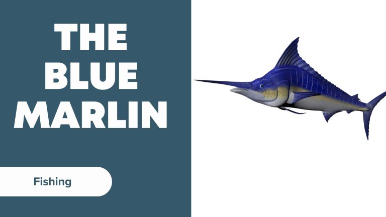 Types Of Marlin- How Many Types Are there?