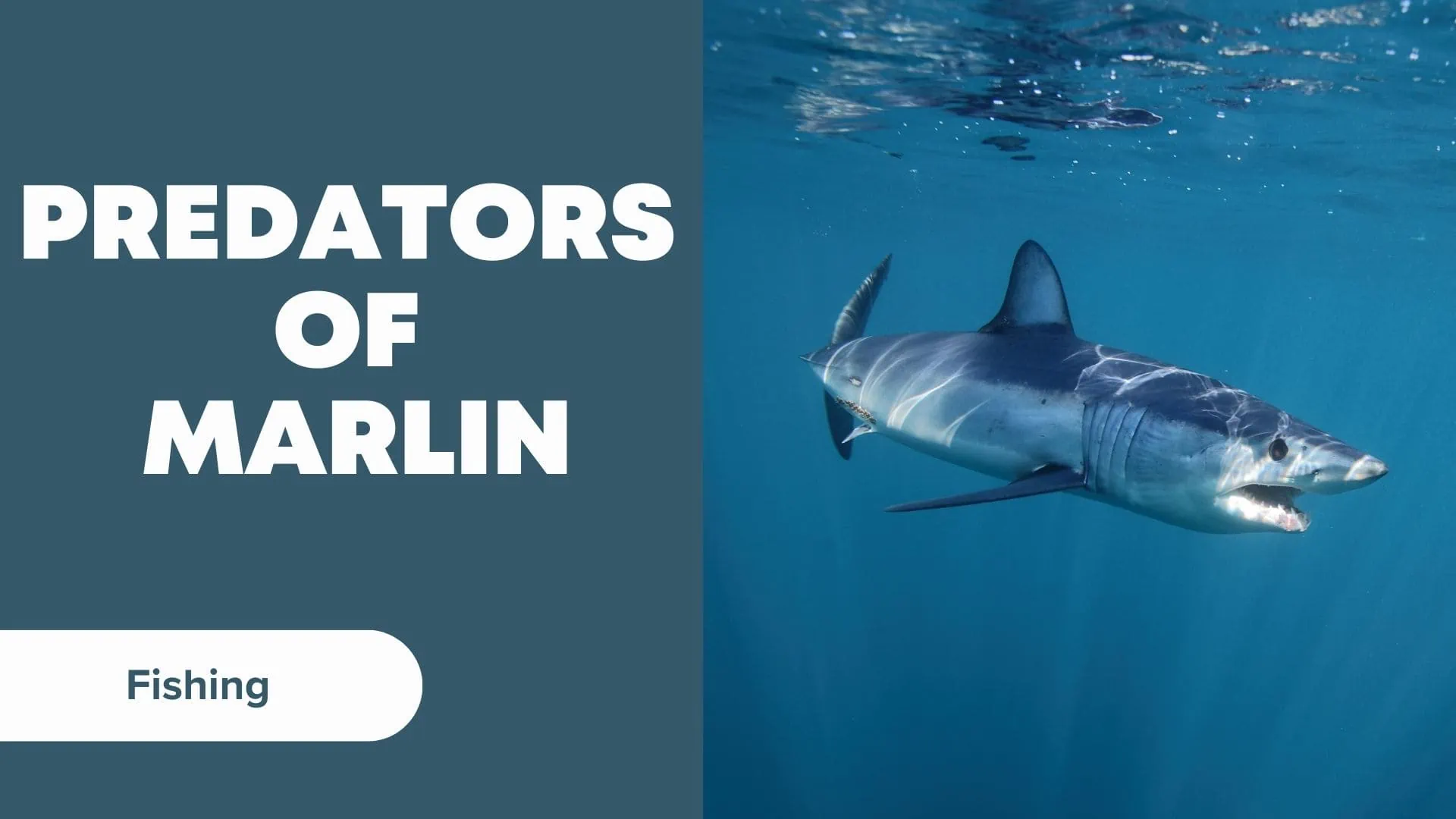 What Are the Predators Of Marlin