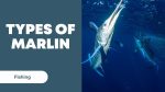 Types Of Marlin- How Many Types Are there?