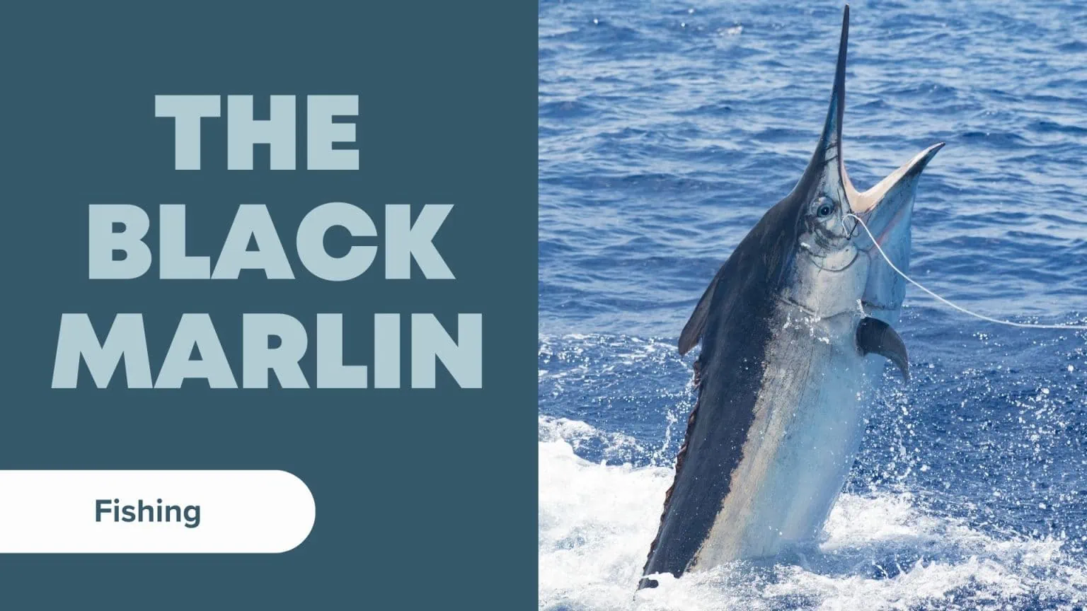 Types Of Marlin- How Many Types Are there?