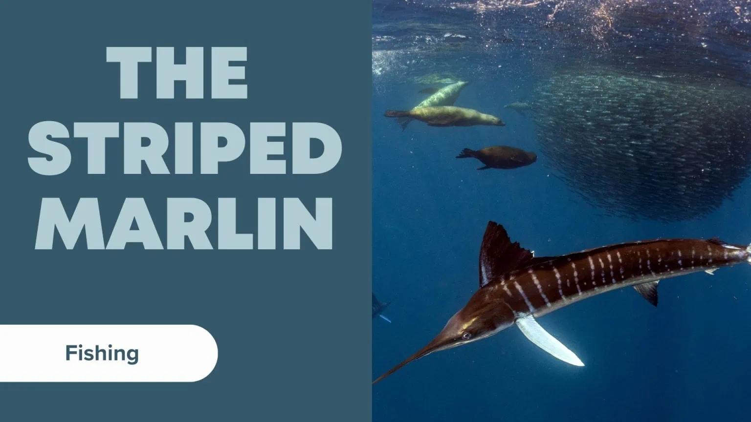Types Of Marlin- How Many Types Are there?