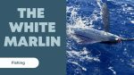 Types Of Marlin- How Many Types Are there?