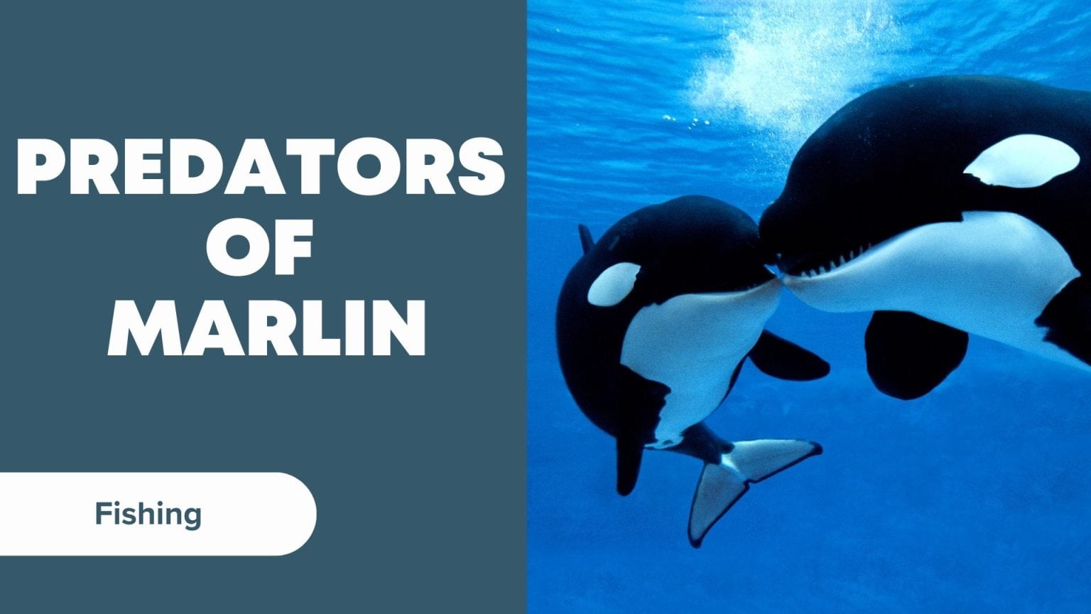 What Are the Predators Of Marlin