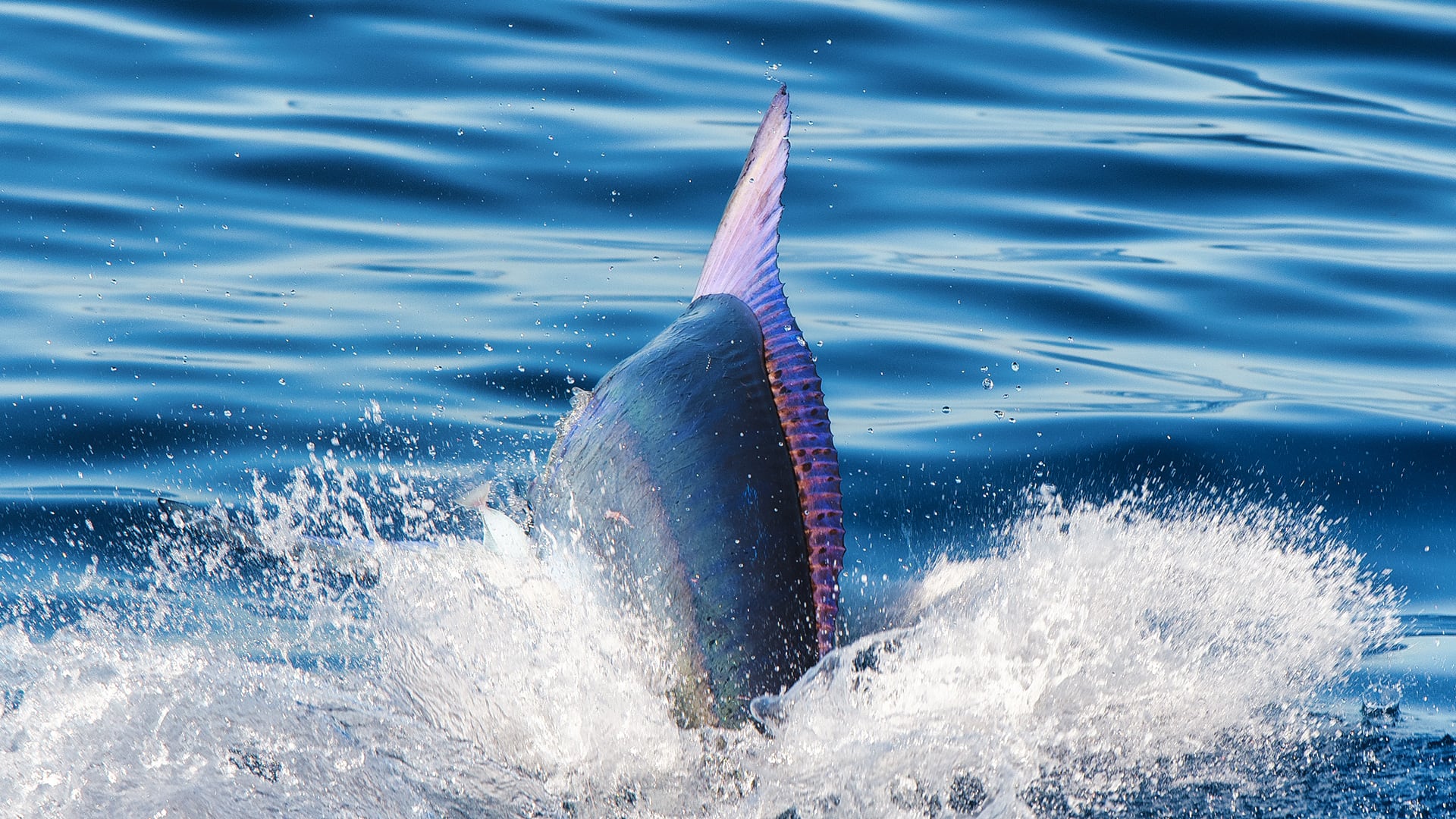 Marlin Fishing