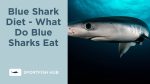Blue Shark Diet - What Do Blue Sharks Eat