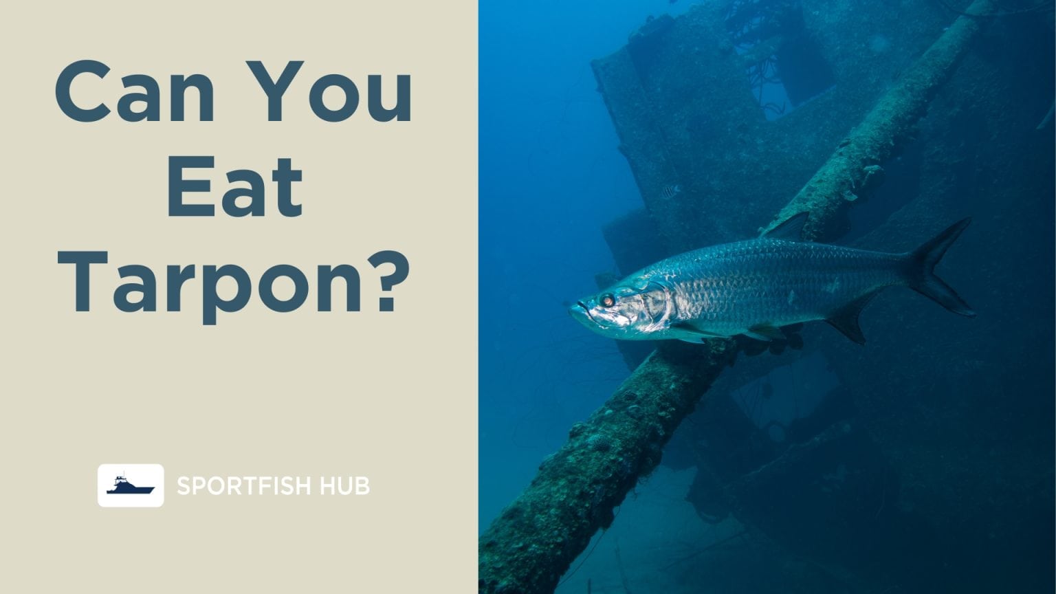 Can You Eat Tarpon And What Does Tarpon Taste Like?