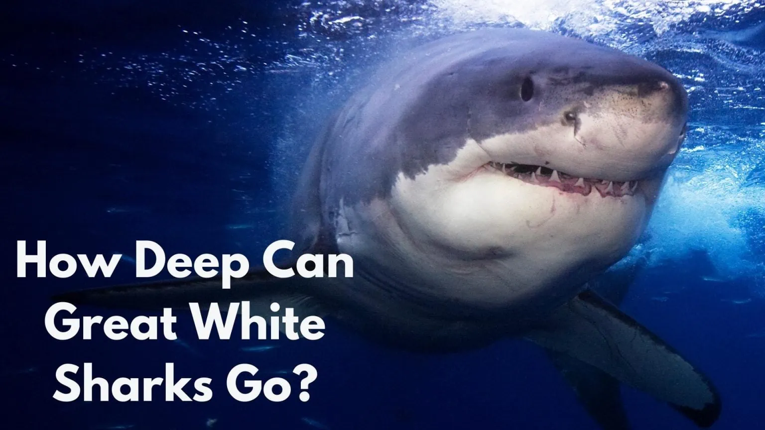 Great White Sharks: Myths vs Facts of the Ocean's Most Feared Hunter