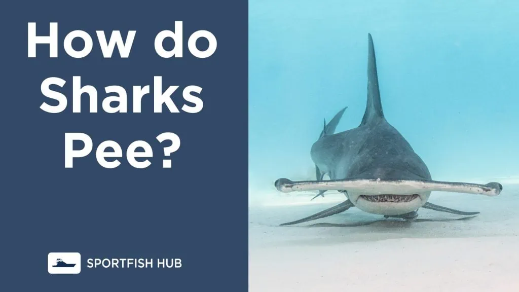 How Do Sharks Pee