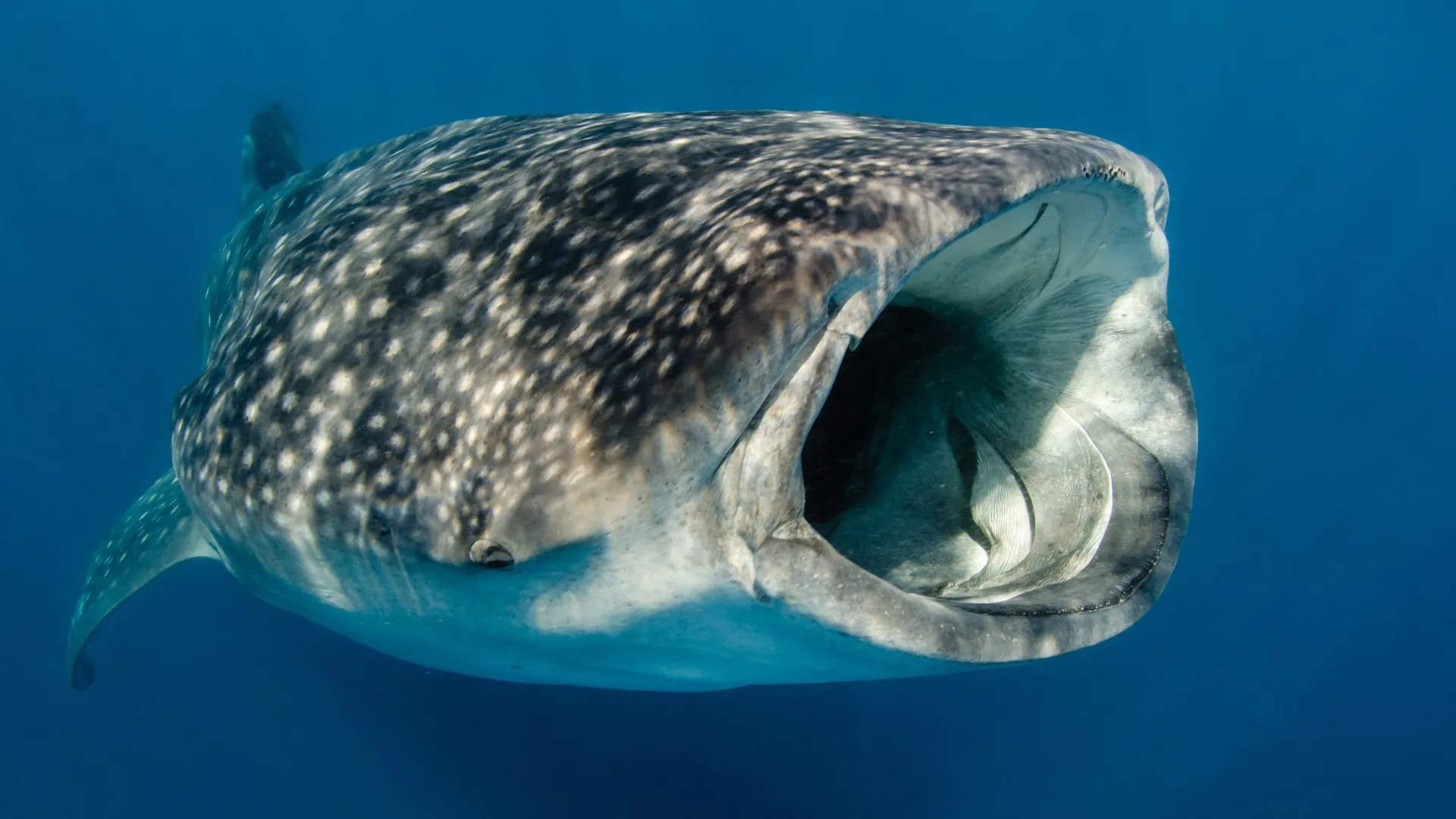 16 Fascinating Facts About Whale Sharks