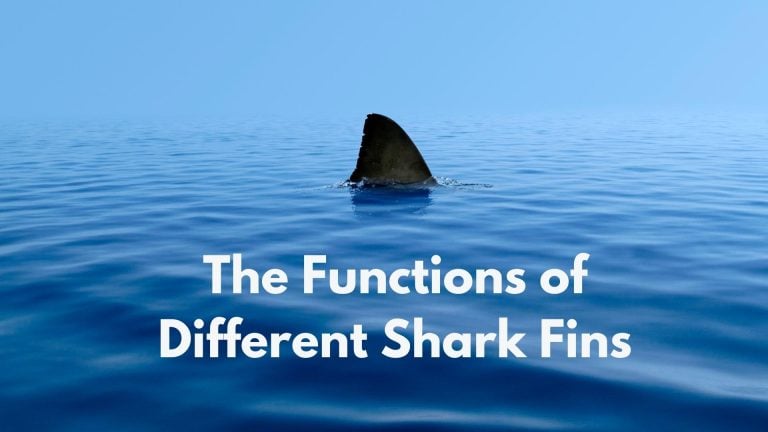 How Many Fins Do Sharks Have