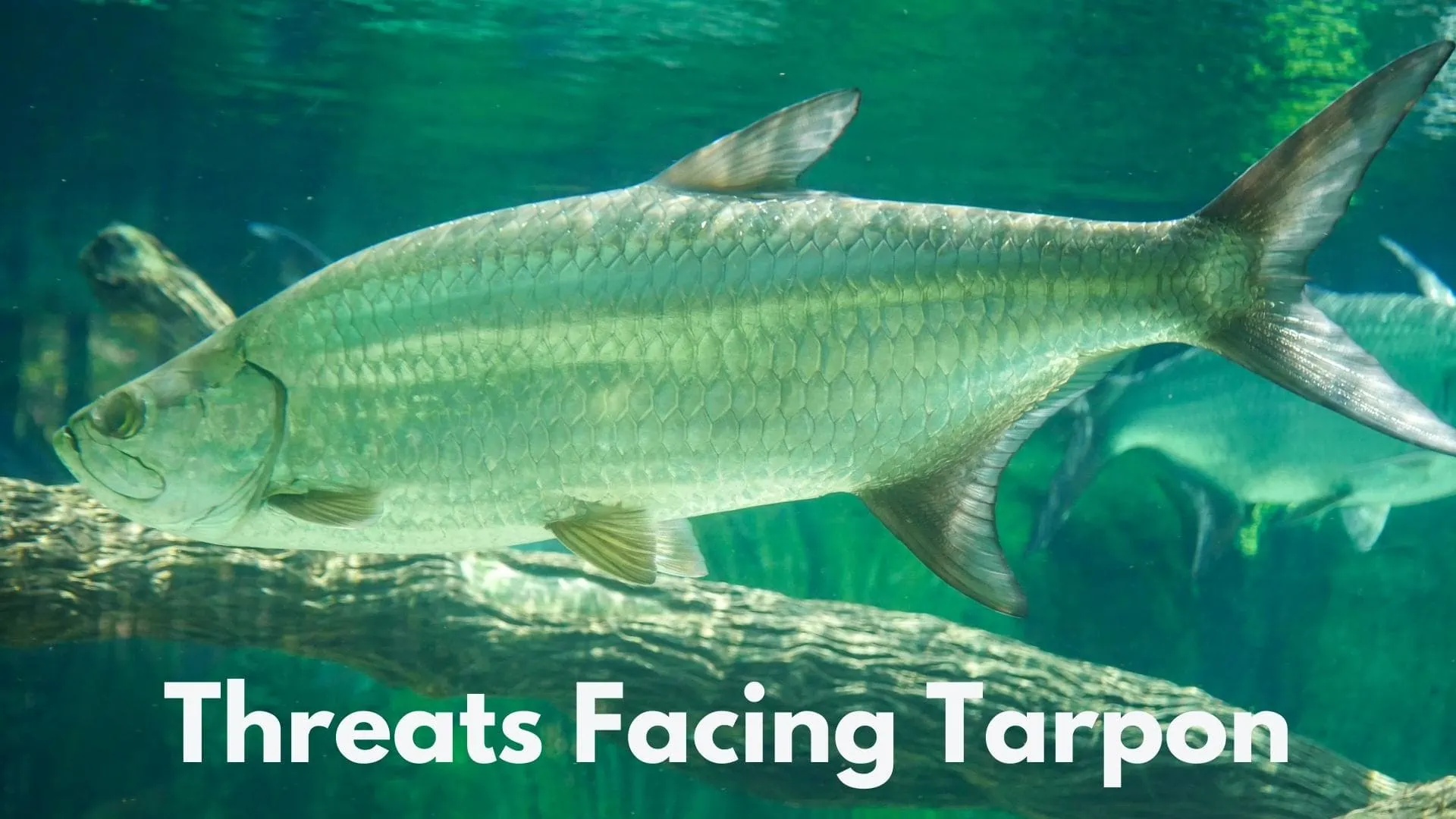 Why Are Tarpon Protected