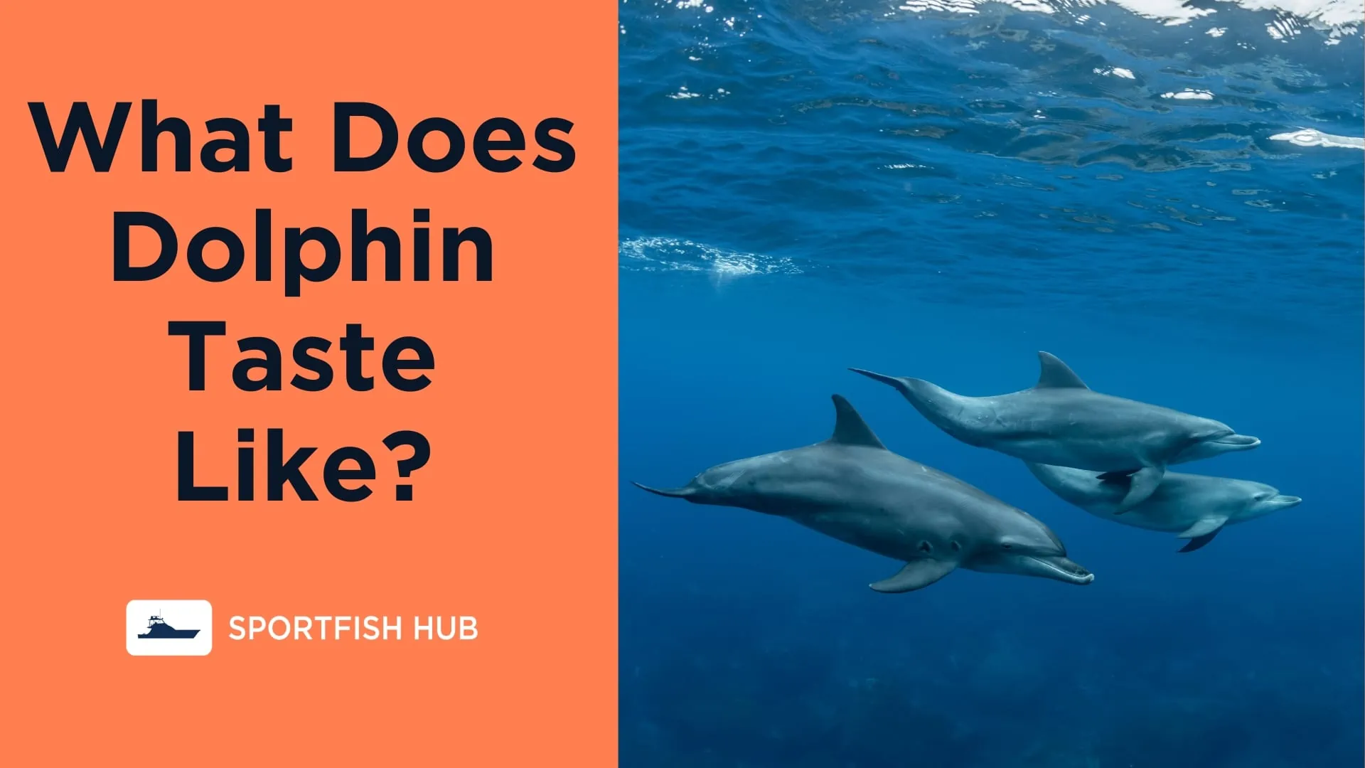 What Does Dolphin Taste Like?