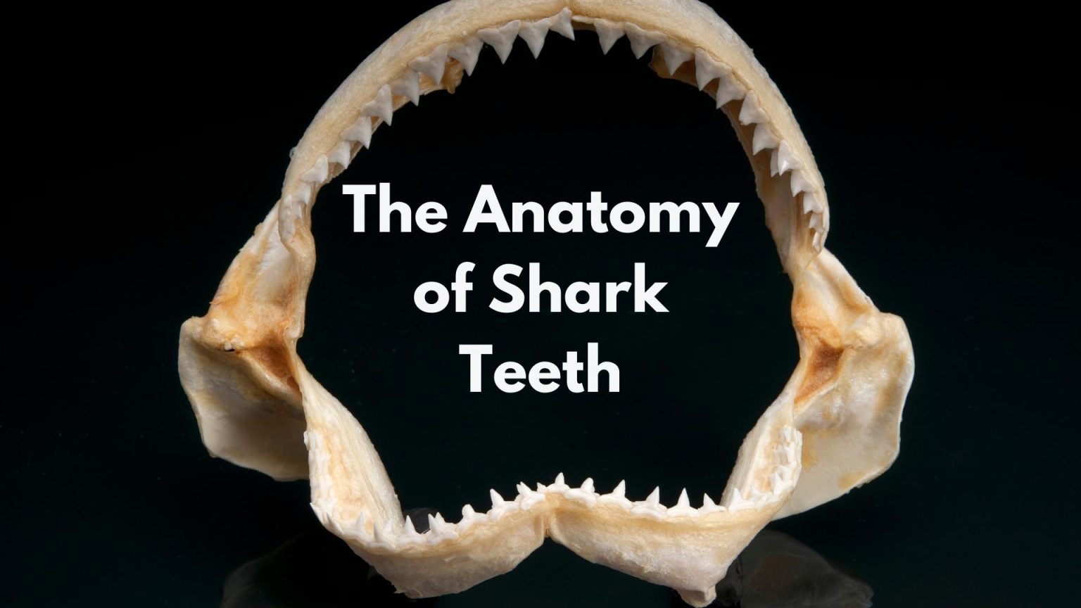 How Sharp Are Sharks Teeth