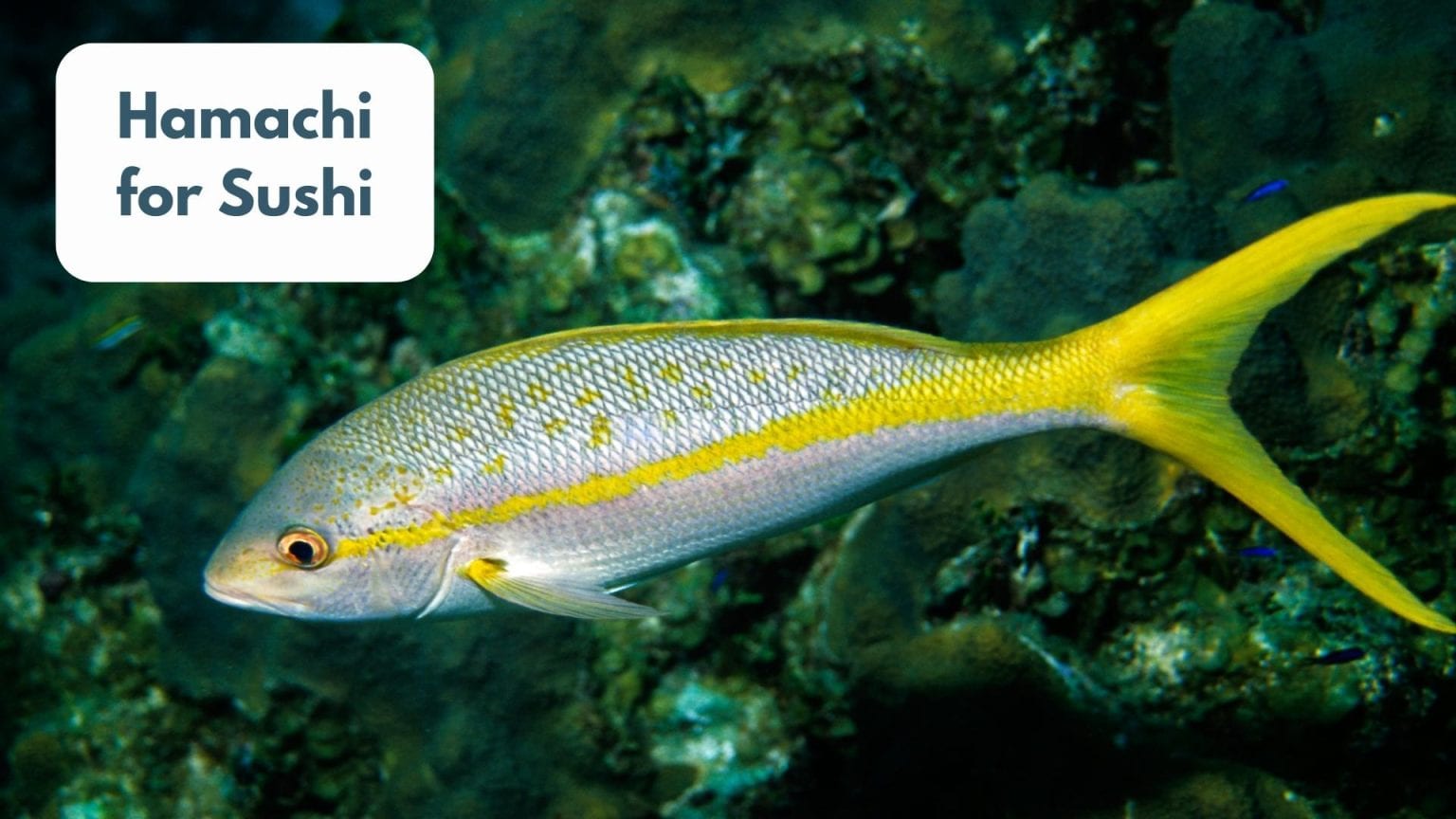 Unlocking Hamachi Fish: Japan's Sweet and Fatty Delicacy