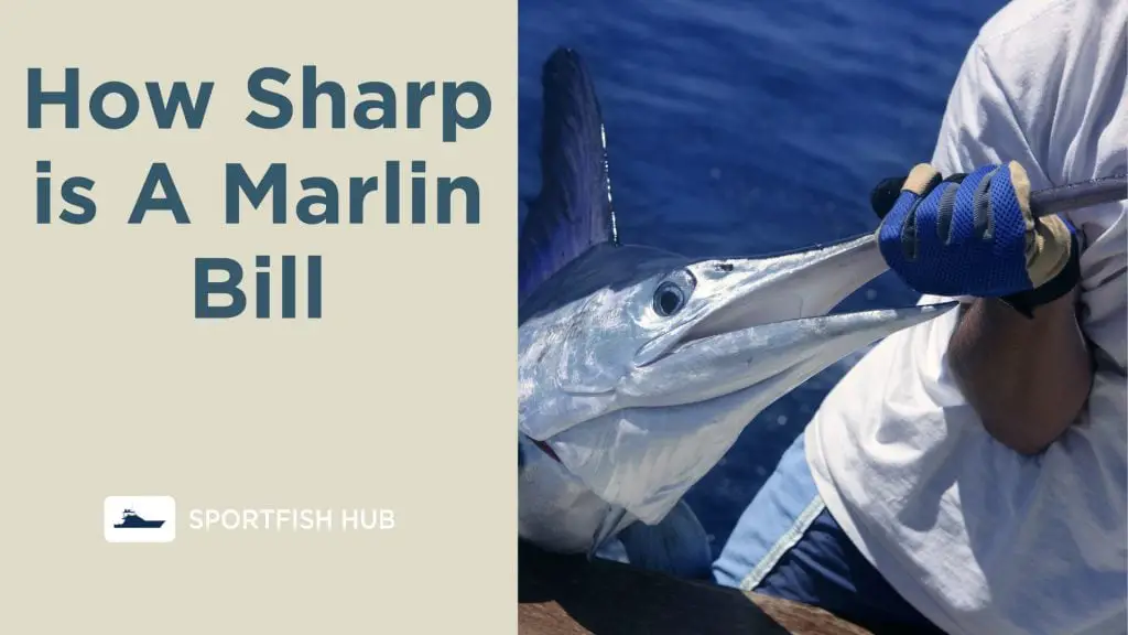 How Sharp is A Marlin Bill