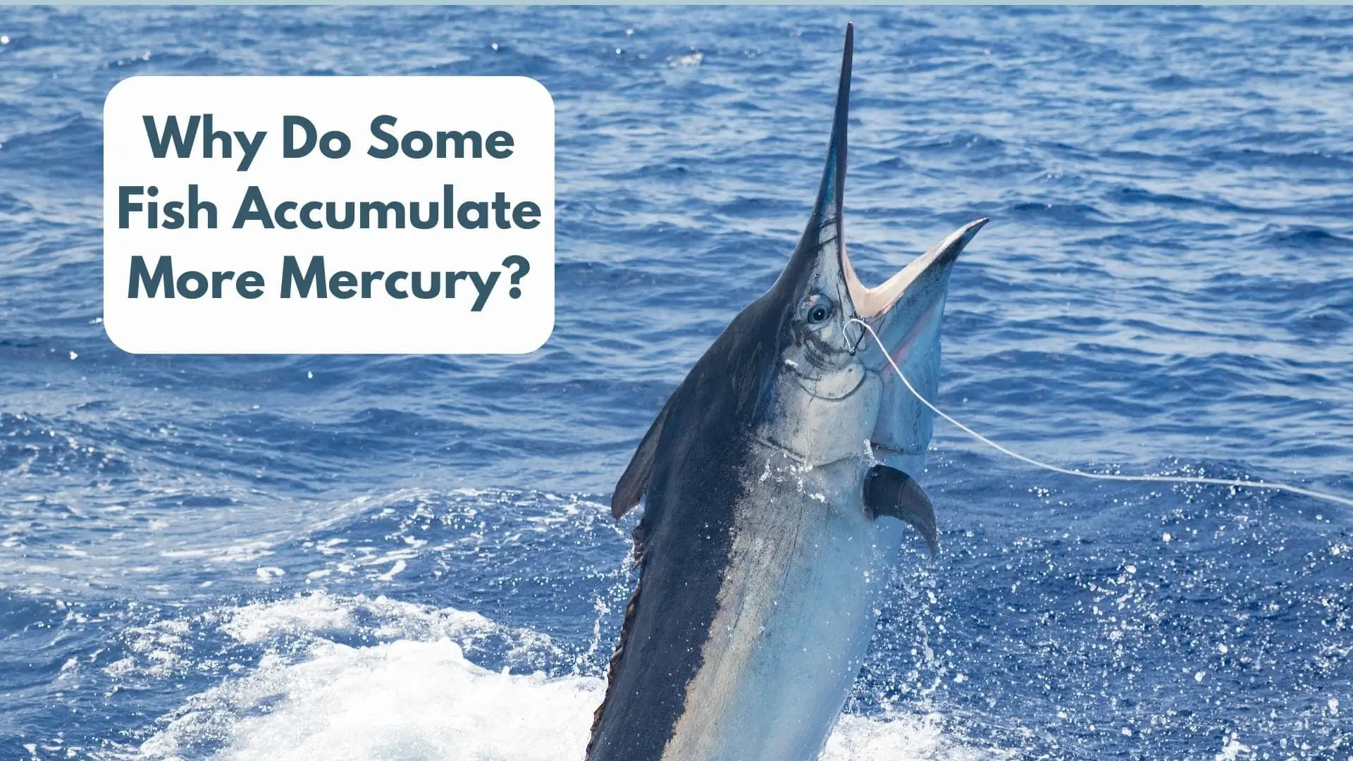 Understand the Impact of High Mercury Levels in Blue Marlin