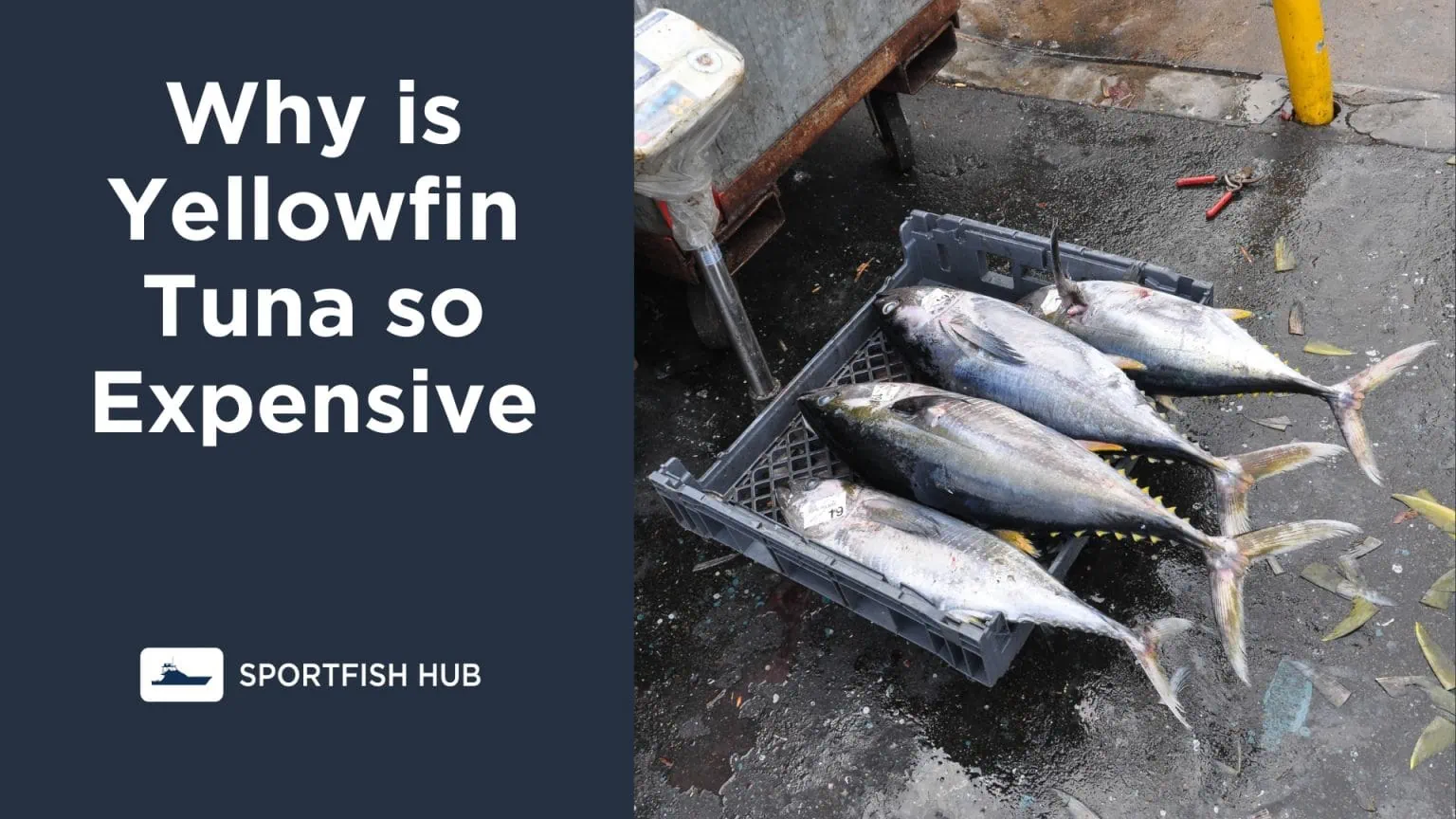 Why is Yellowfin Tuna so Expensive