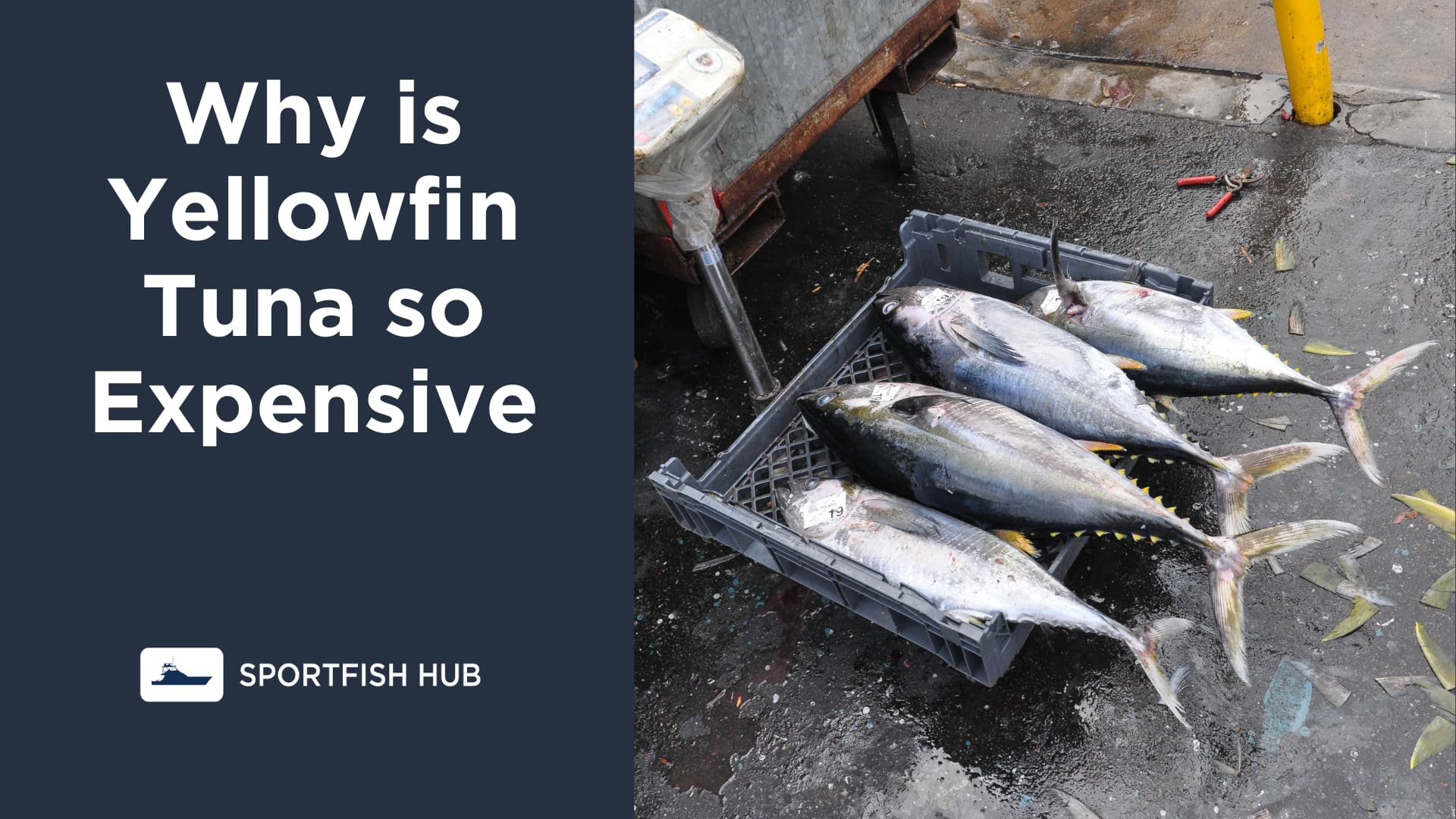 Why is Yellowfin Tuna so Expensive