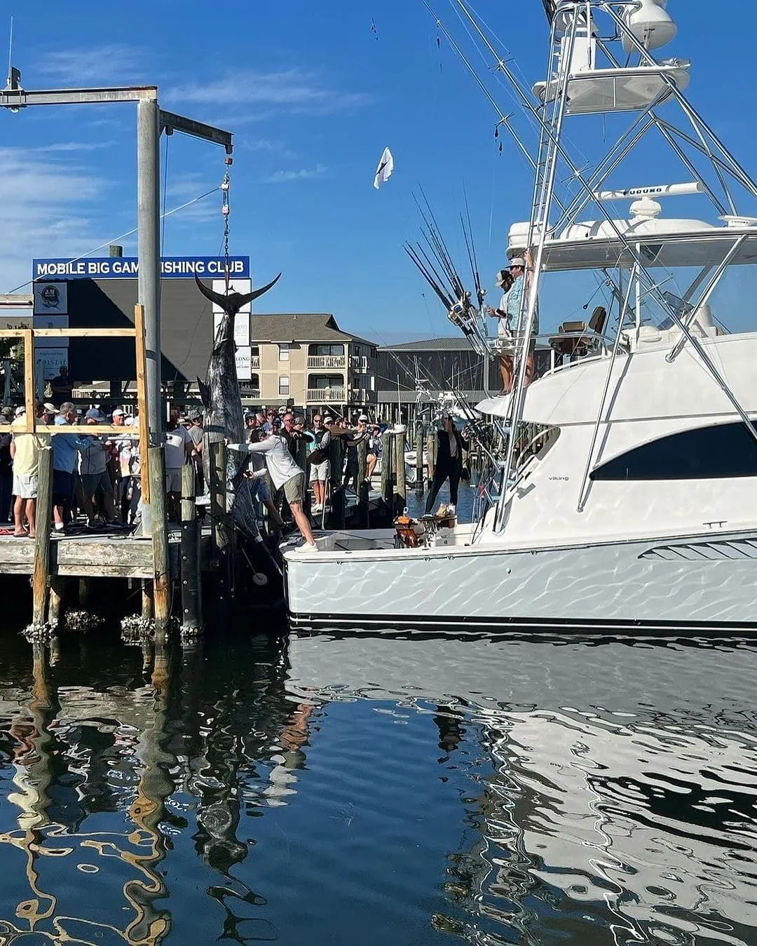 New Alabama State Blue Marlin Record Fish Caught