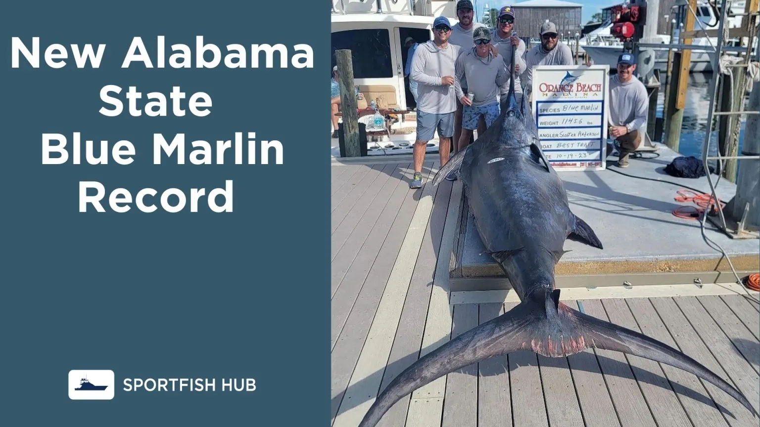 New Alabama State Blue Marlin Record Fish Caught